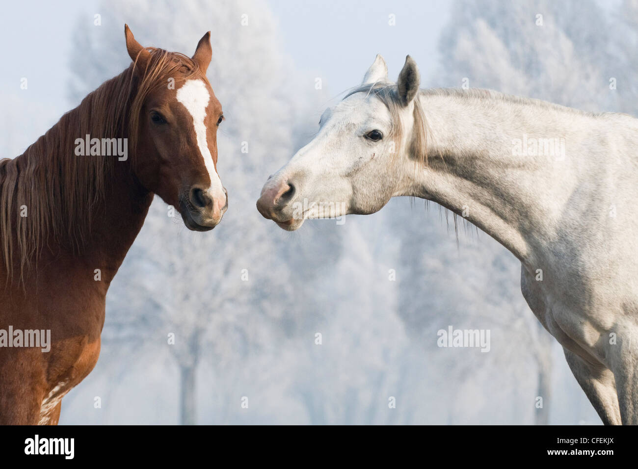 Colts hi-res stock photography and images - Alamy