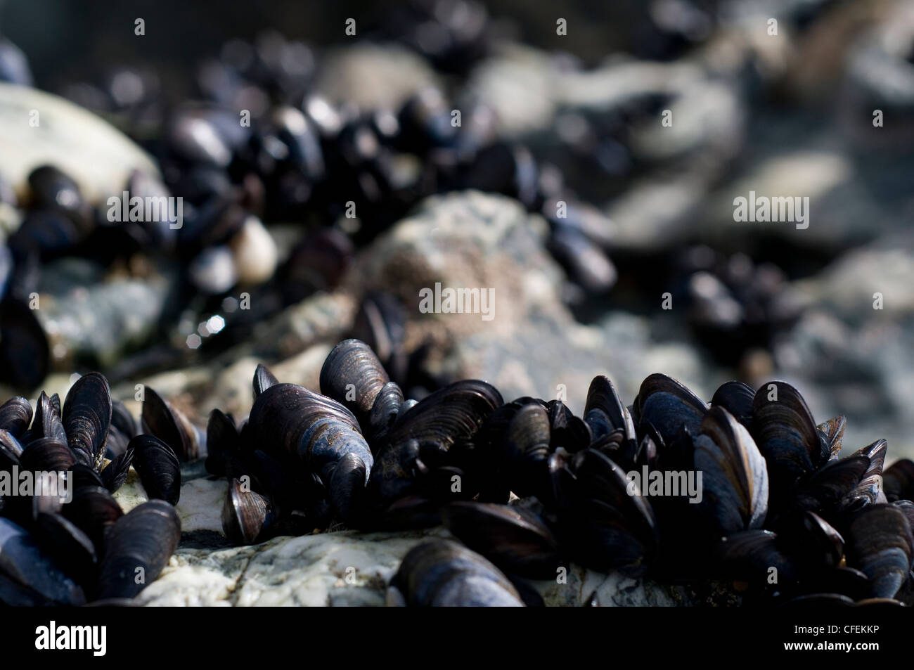 Muscles on rocks hi-res stock photography and images - Alamy
