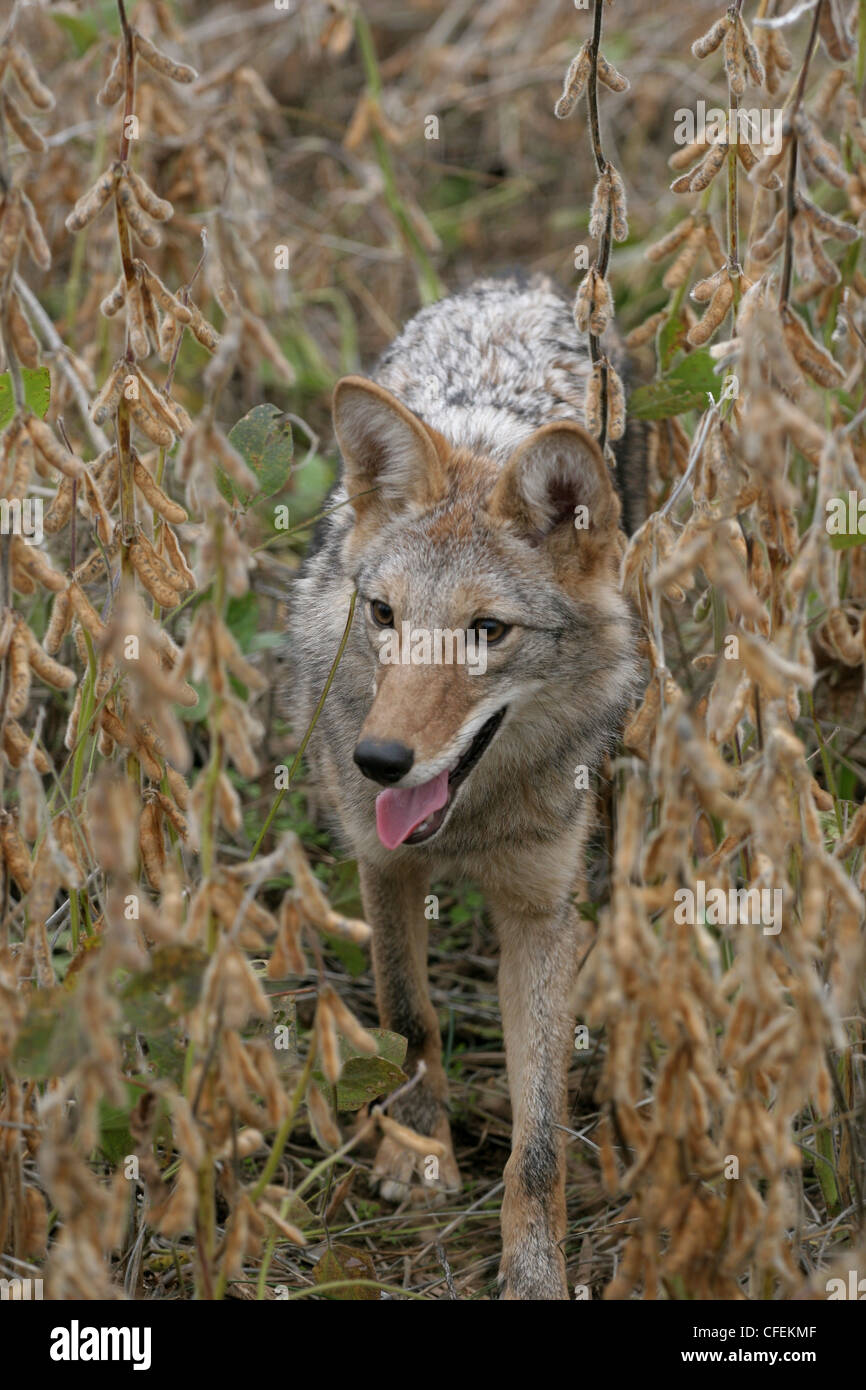 Coyote hunting in farm soybean field Ohio Stock Photo - Alamy