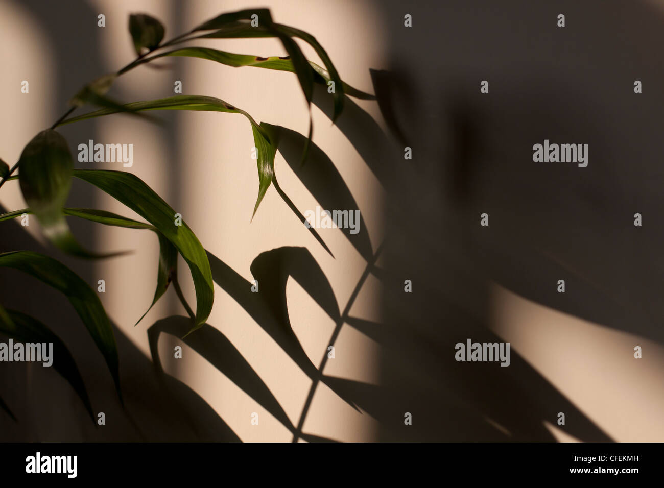 Shadow of a plant hi-res stock photography and images - Alamy