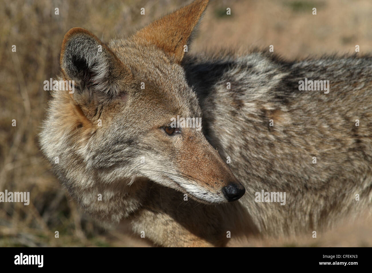 Coyote hunting in desert Joshua Tree National park California Stock ...