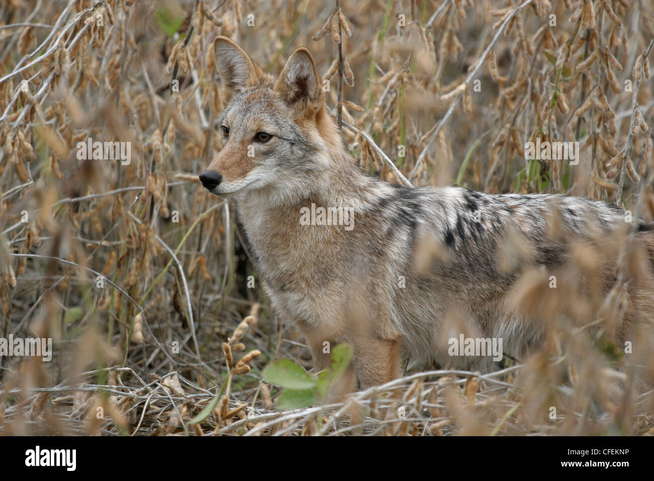 Coyote hunting in farm soybean field Ohio Stock Photo - Alamy