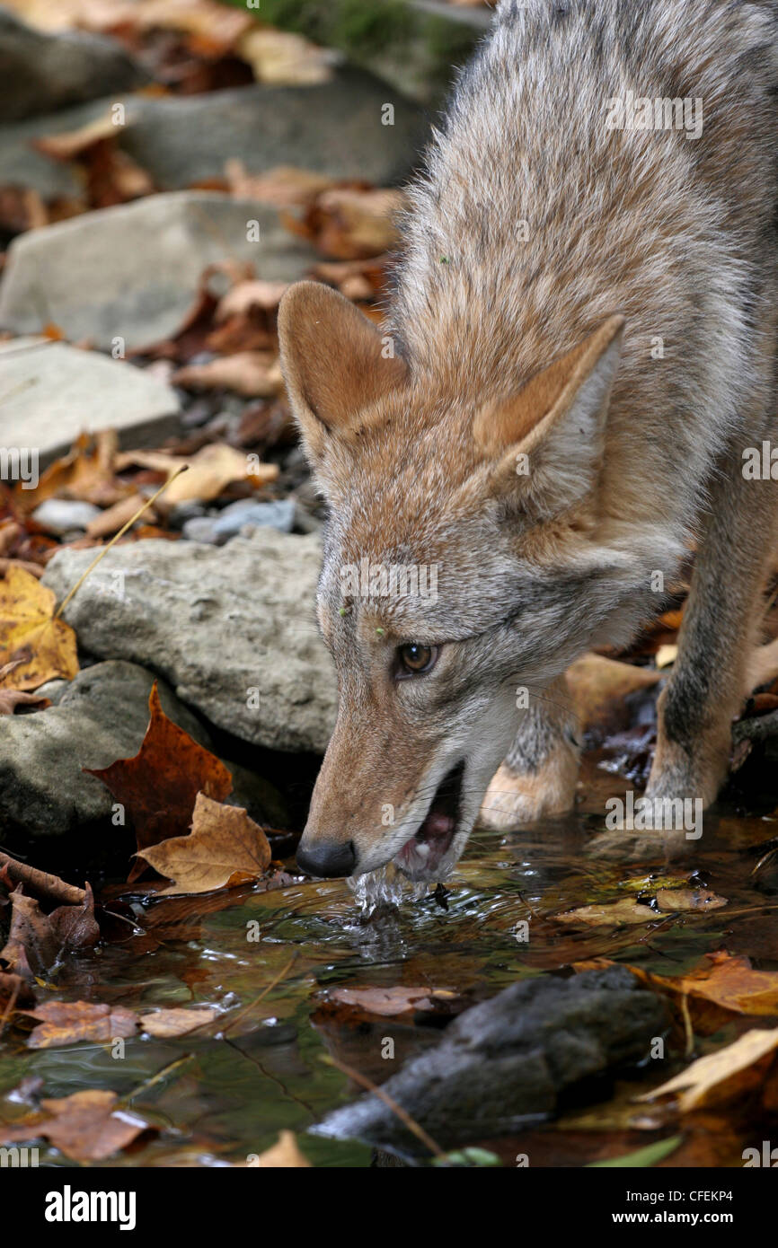 Coyote drinking in fall leaf creek Ohio Stock Photo - Alamy