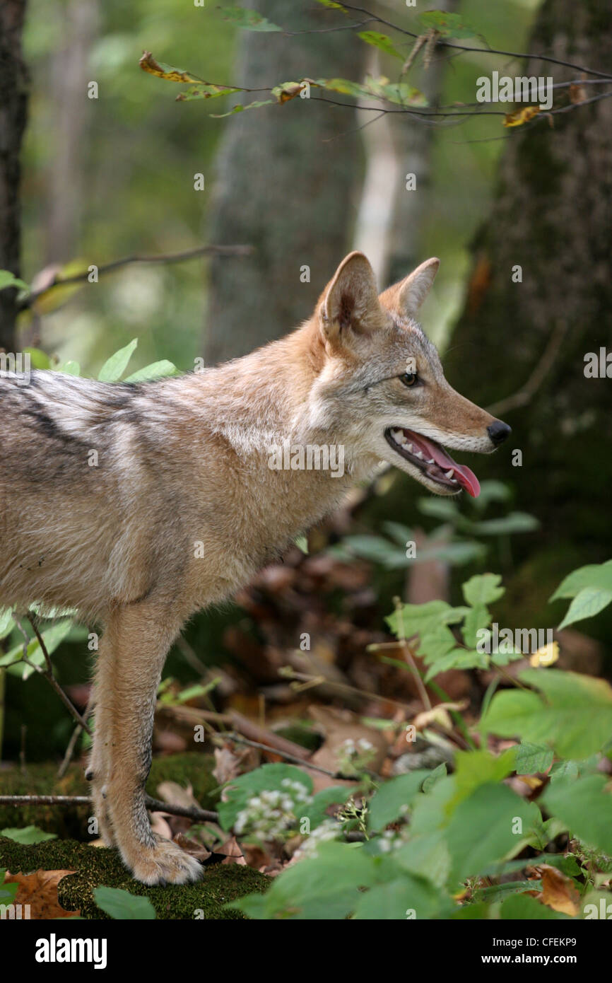 Ohio coyote hi-res stock photography and images - Alamy