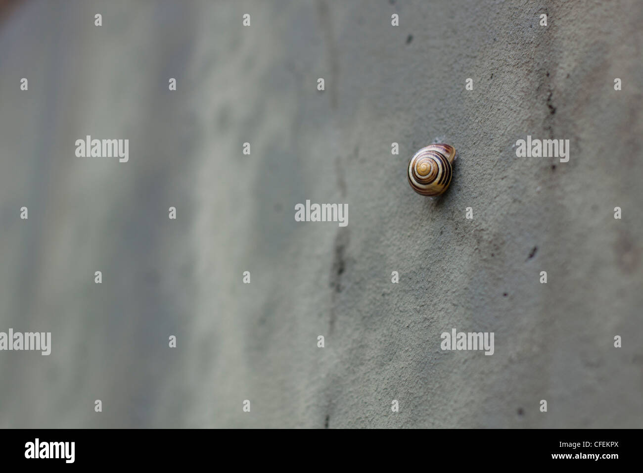 Multi banded snail on wall Stock Photo - Alamy