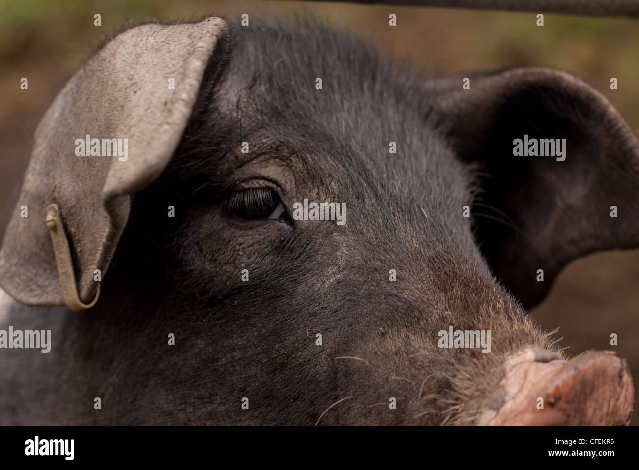 Bacon sausage id identification hi-res stock photography and images - Alamy