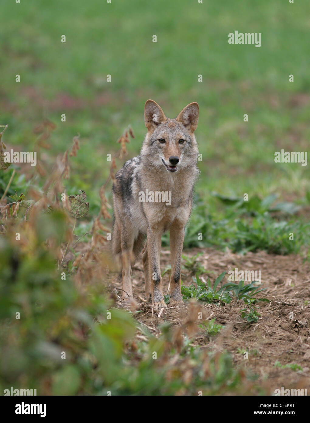 Ohio coyote hi-res stock photography and images - Alamy
