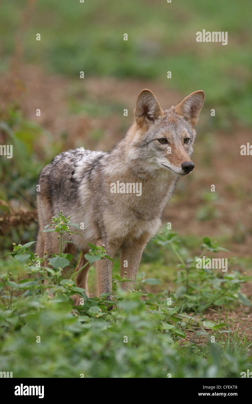 Ohio coyote hi-res stock photography and images - Alamy