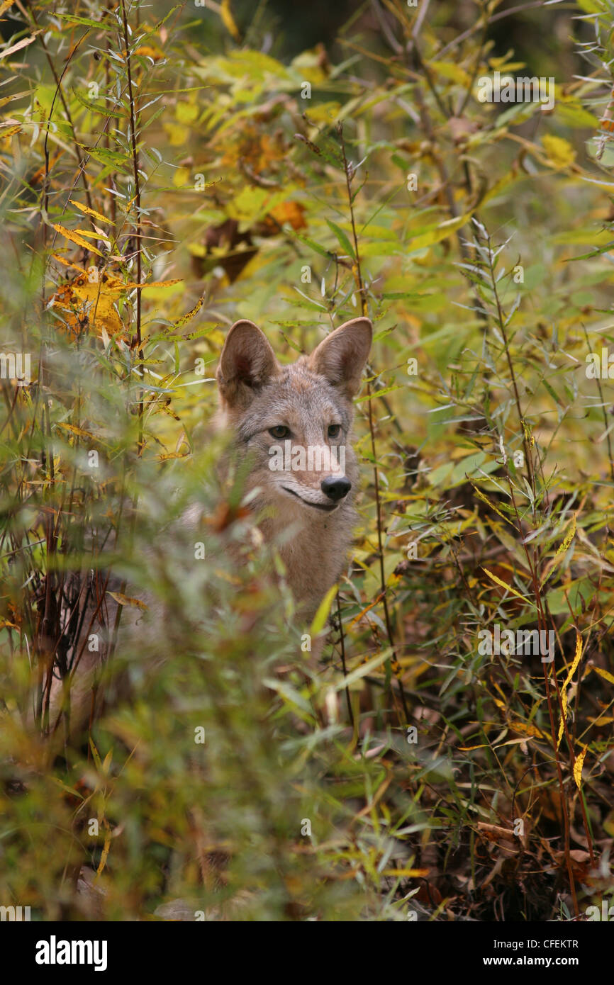 Ohio coyote hi-res stock photography and images - Alamy