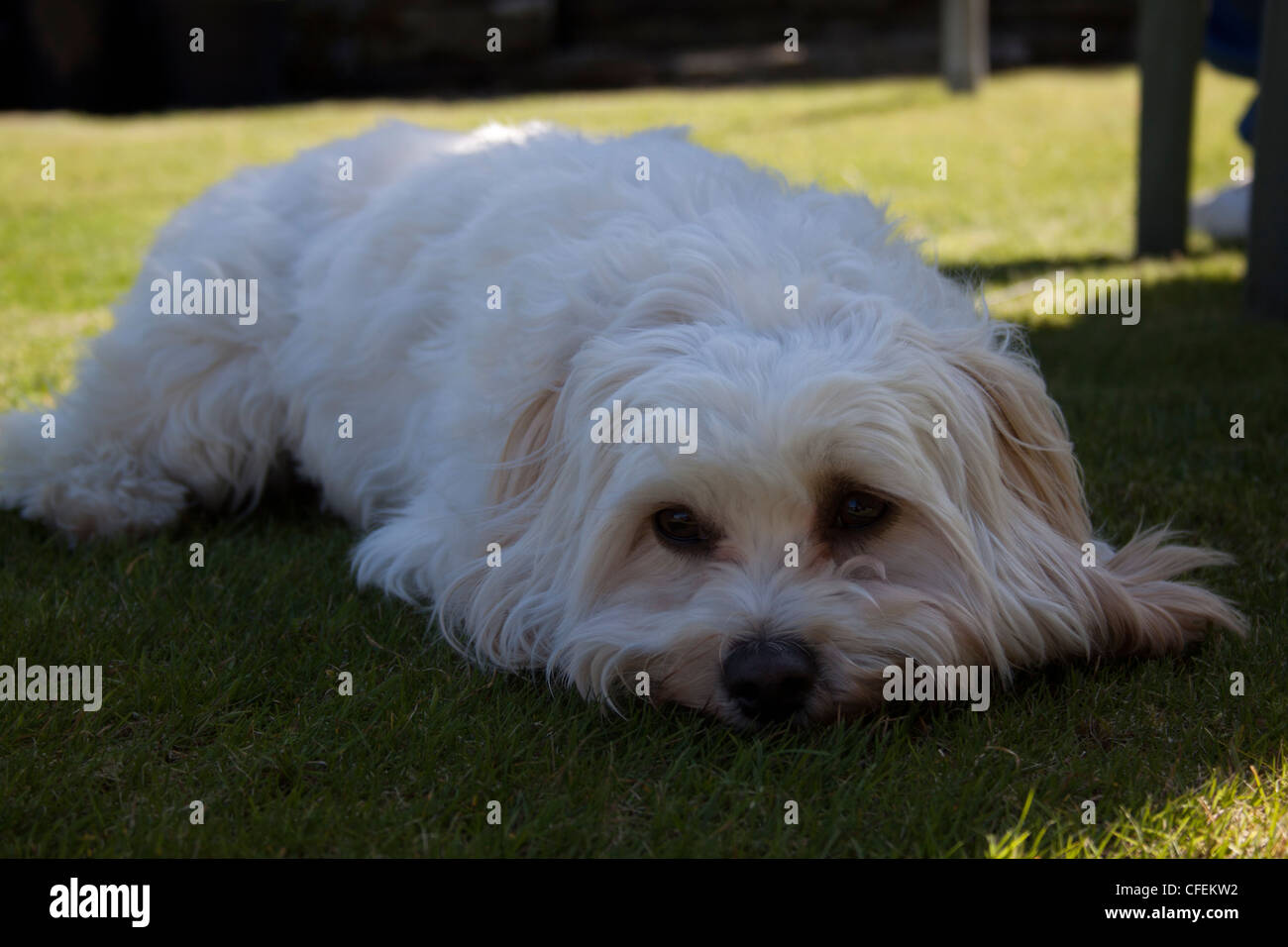 Dog in shade Stock Photo - Alamy