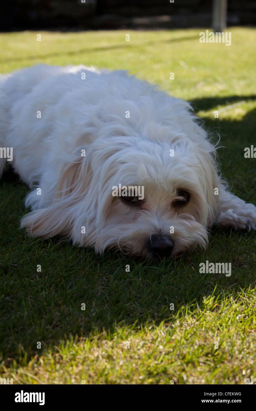Dog in shade Stock Photo - Alamy