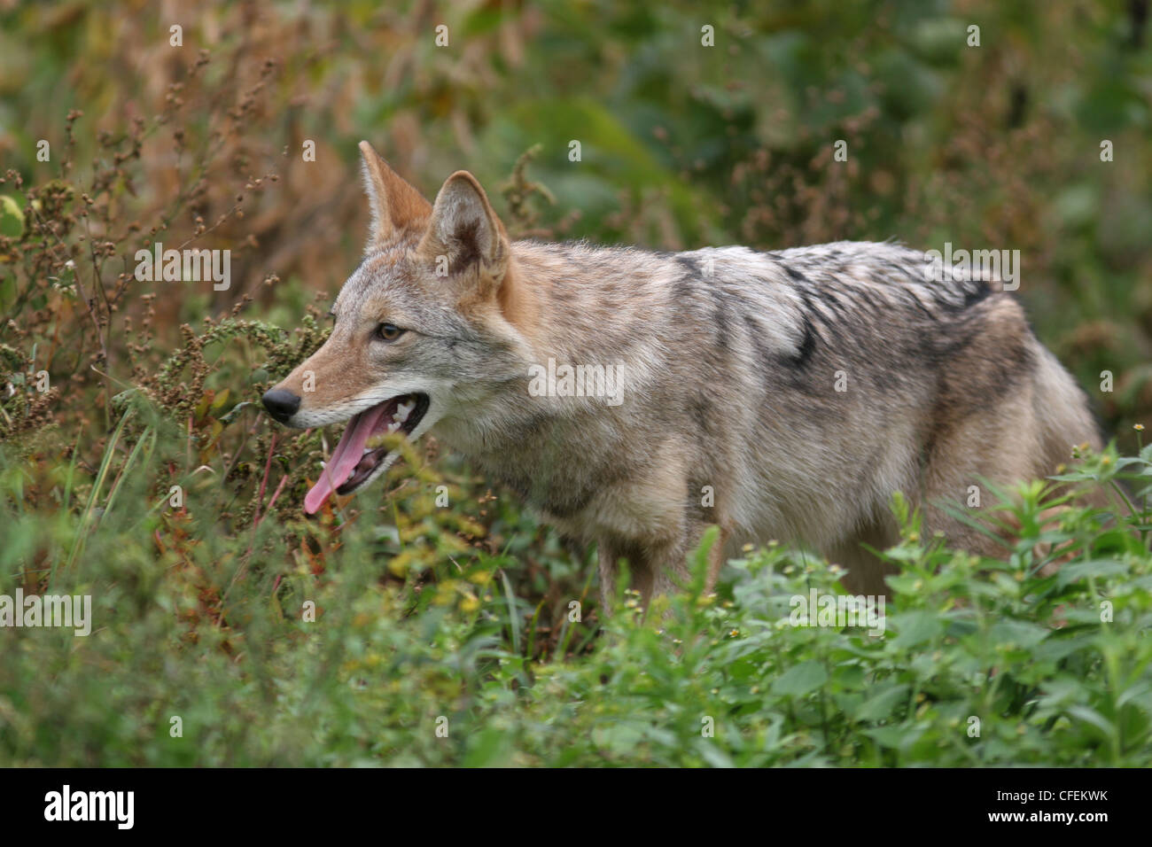 Ohio coyote hi-res stock photography and images - Alamy