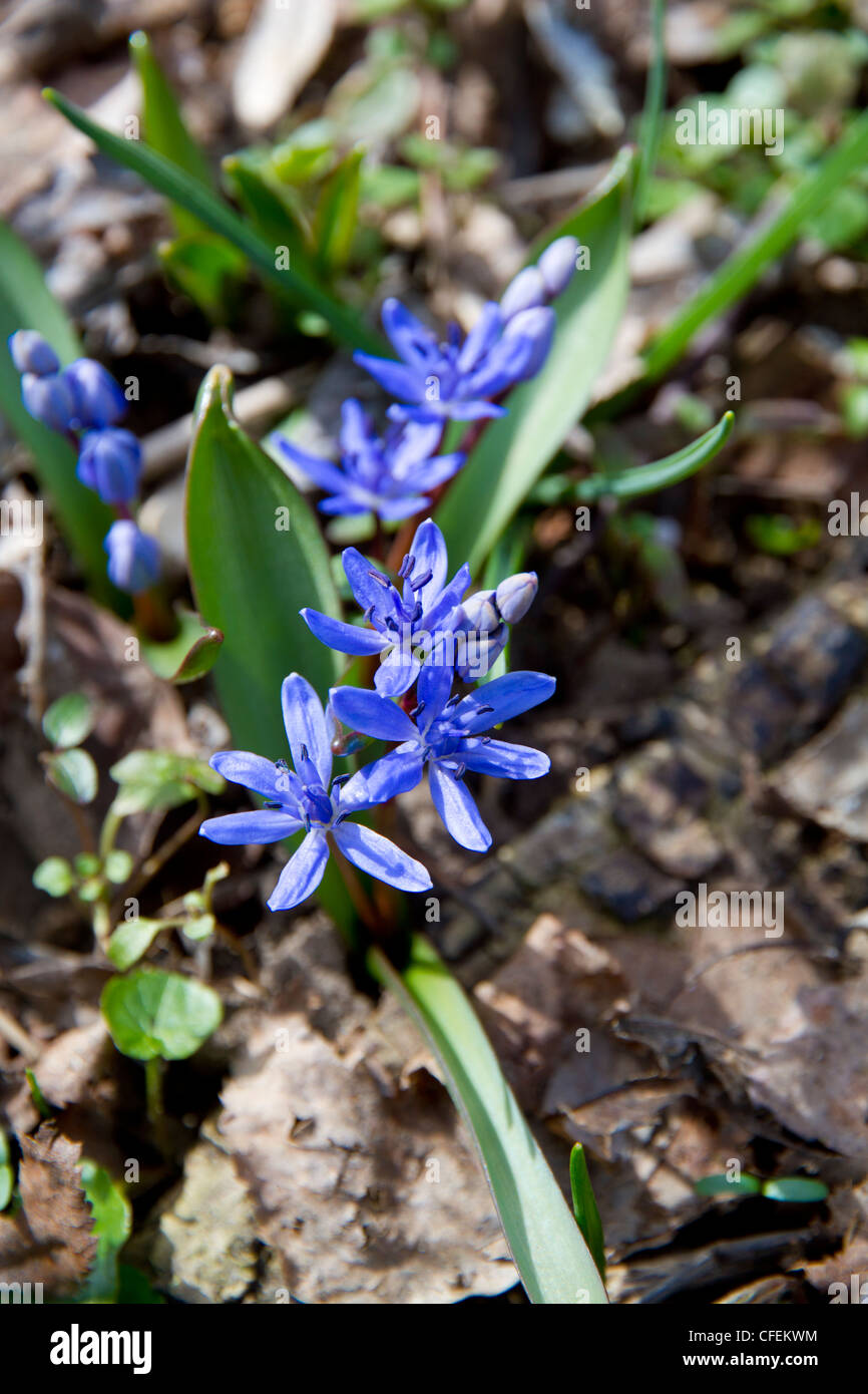 little blue flowers announcing spring Stock Photo - Alamy