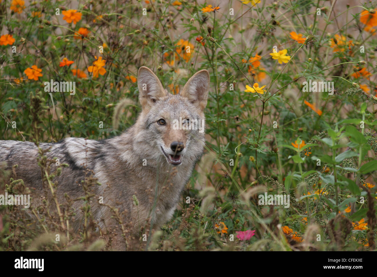 Ohio coyote hi-res stock photography and images - Alamy