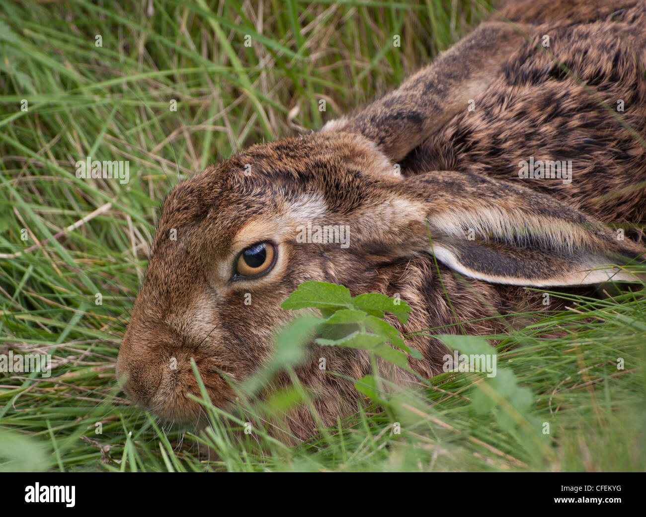 Hare amongst green grass Stock Photo - Alamy