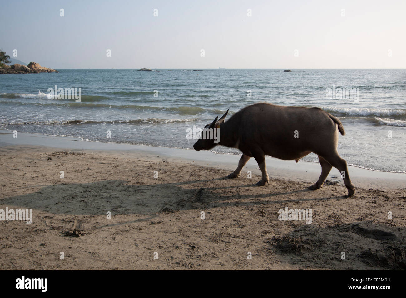 Buffalo beach hi-res stock photography and images - Alamy