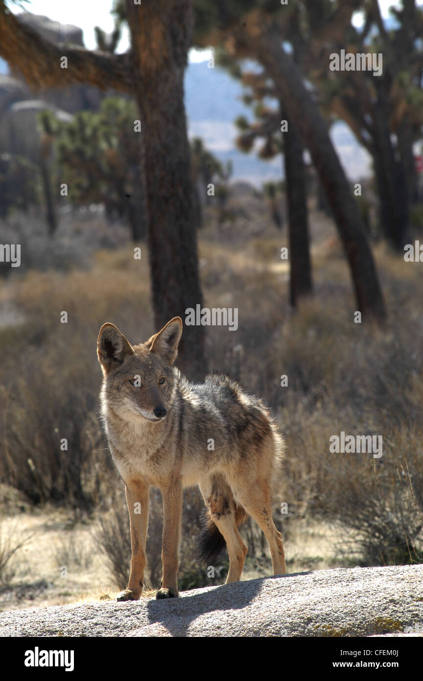 Coyote hunting in desert Joshua Tree National park California Stock ...