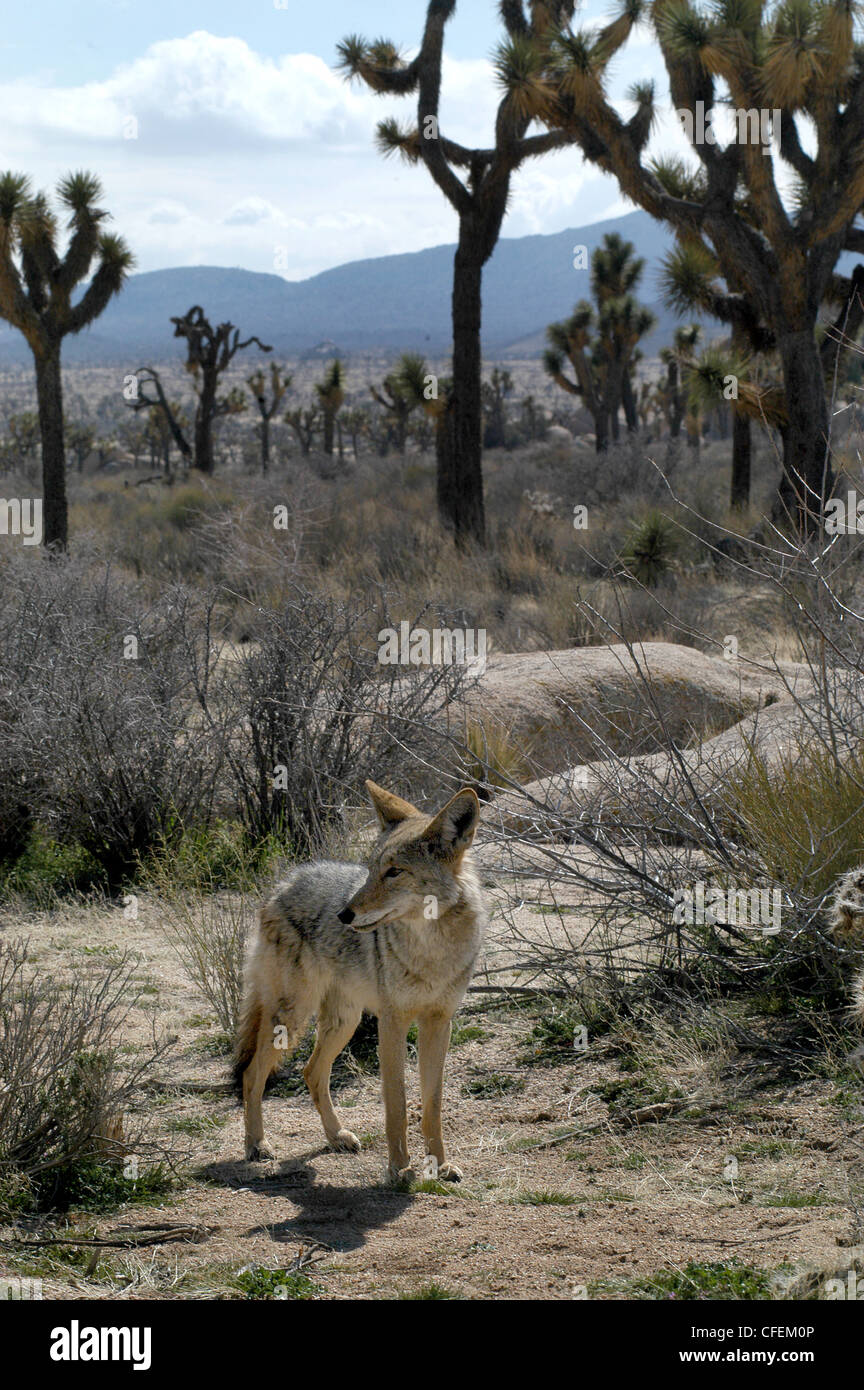 Coyote hunting desert hi-res stock photography and images - Alamy