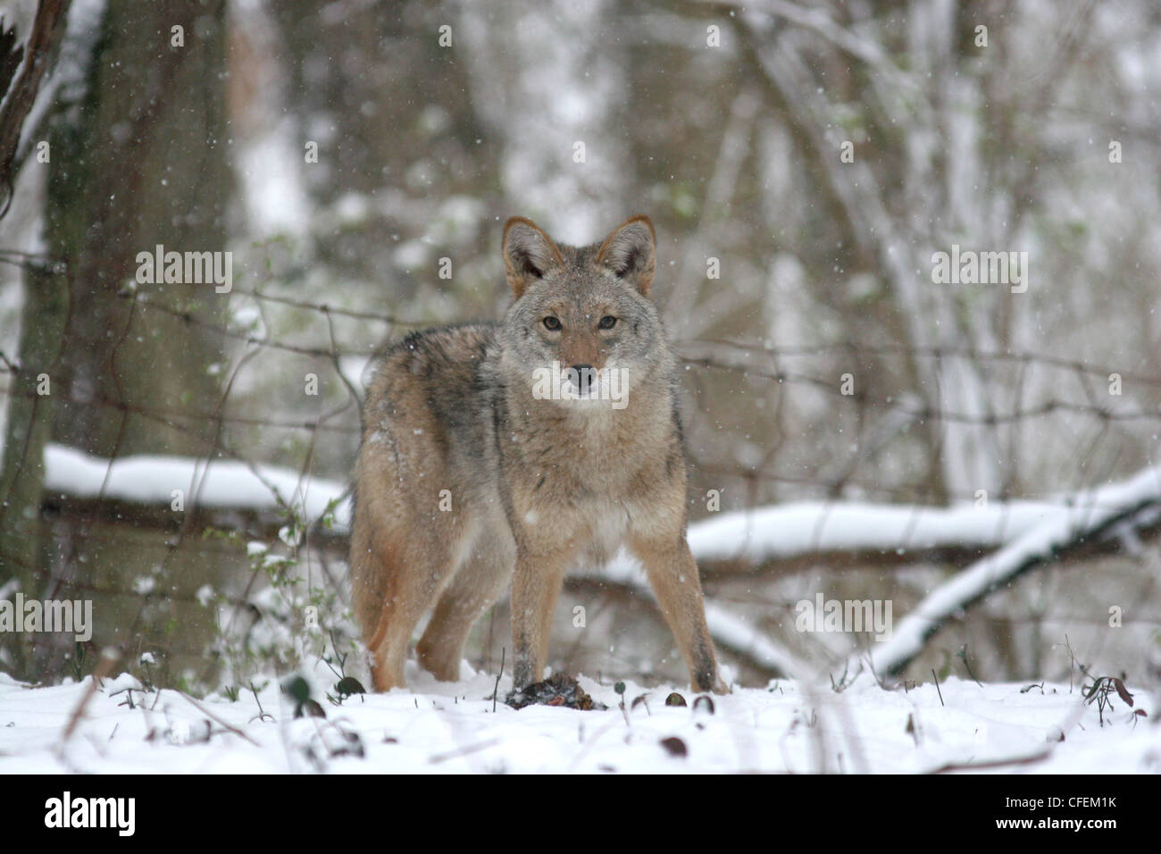 Ohio coyote hi-res stock photography and images - Alamy