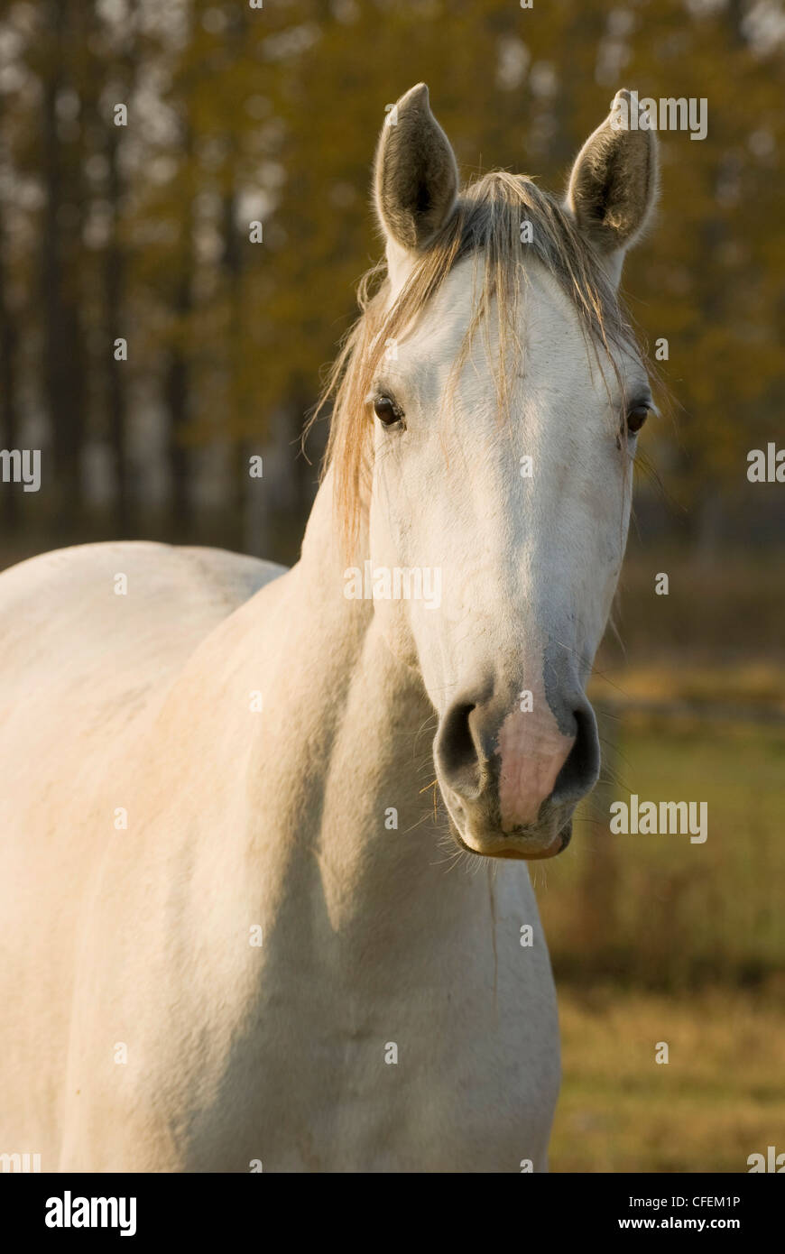 Shagya Arabic colt stallion on the meadow Stock Photo - Alamy