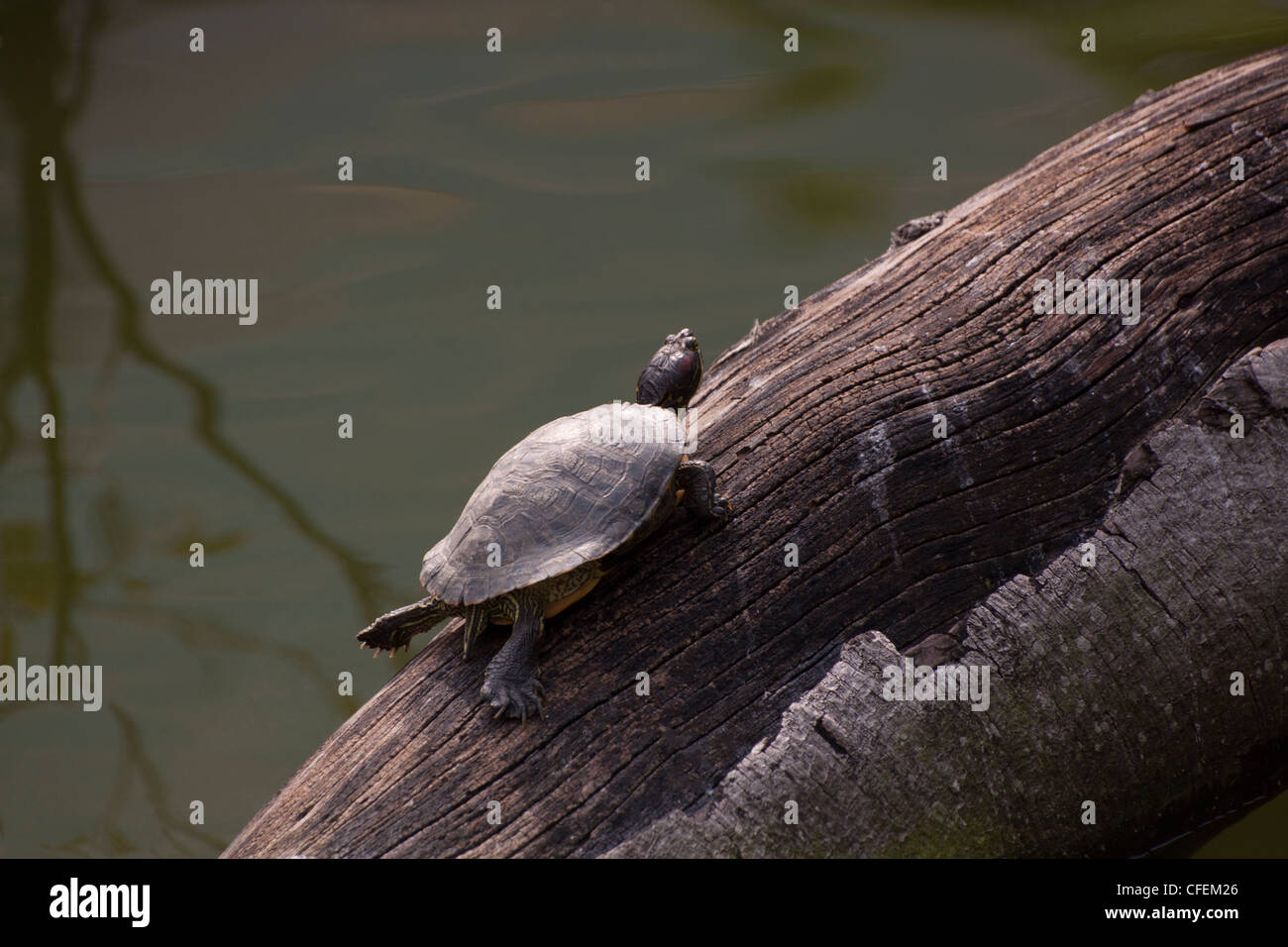 Tree bathing in warm hi-res stock photography and images - Alamy