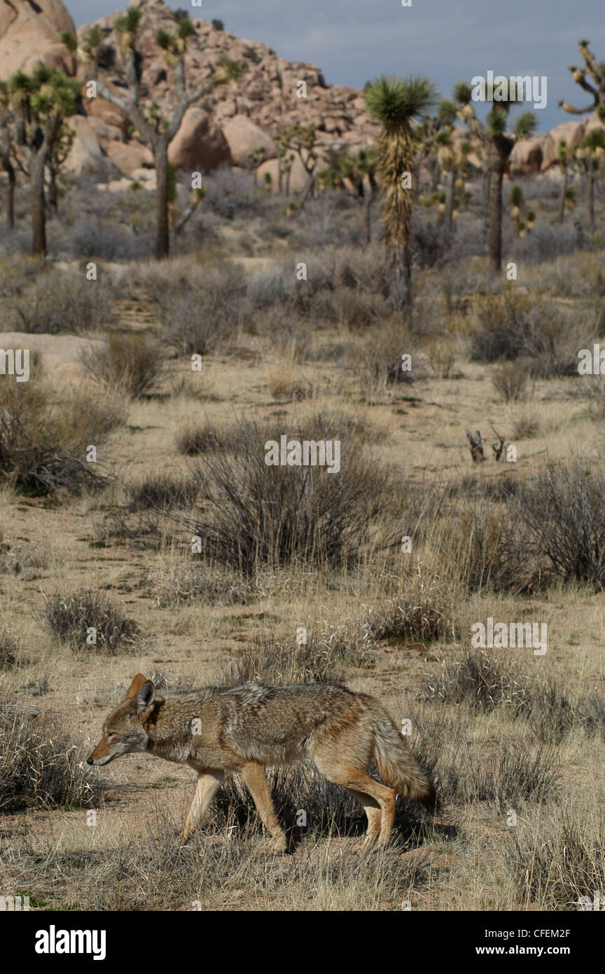 Coyote hunting in desert Joshua Tree National park California Stock ...