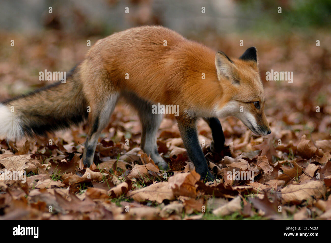red fox in fall leaves Ohio Stock Photo - Alamy