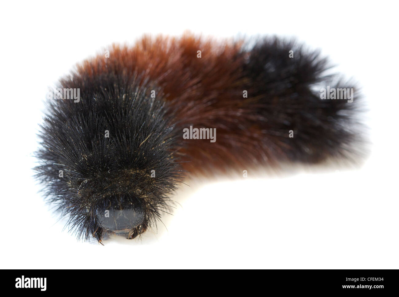 Black Woolly Bear (Arctiidae) caterpillar isolated on white Stock Photo ...