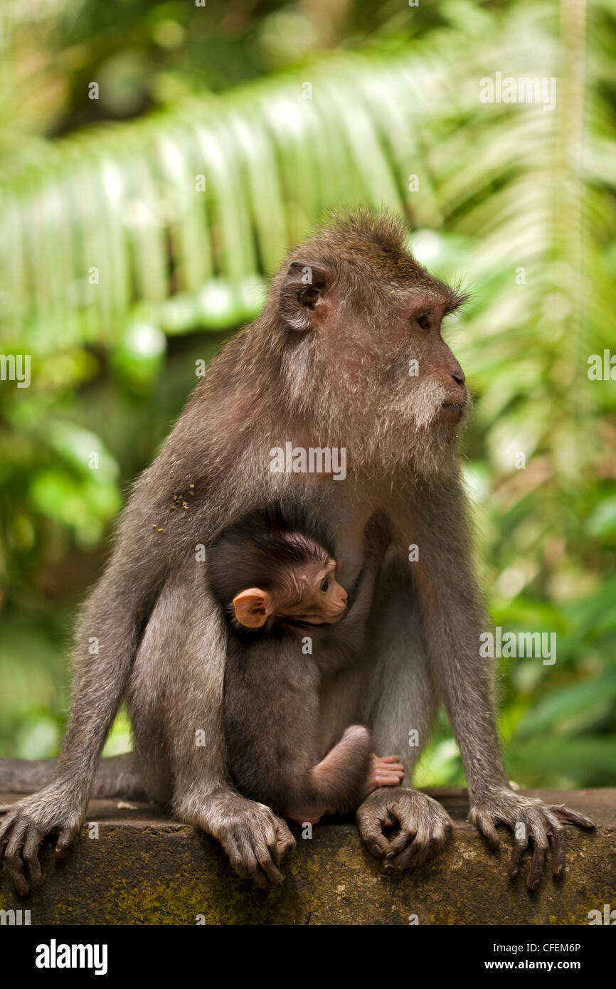Mother and baby Long-Tailed Macaque monkeys at the sacred Monkey Forest ...