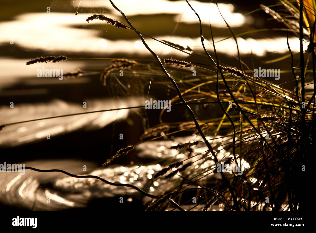 Evening Silhouette of grasses next to a pond. Golden Reflections in the ...