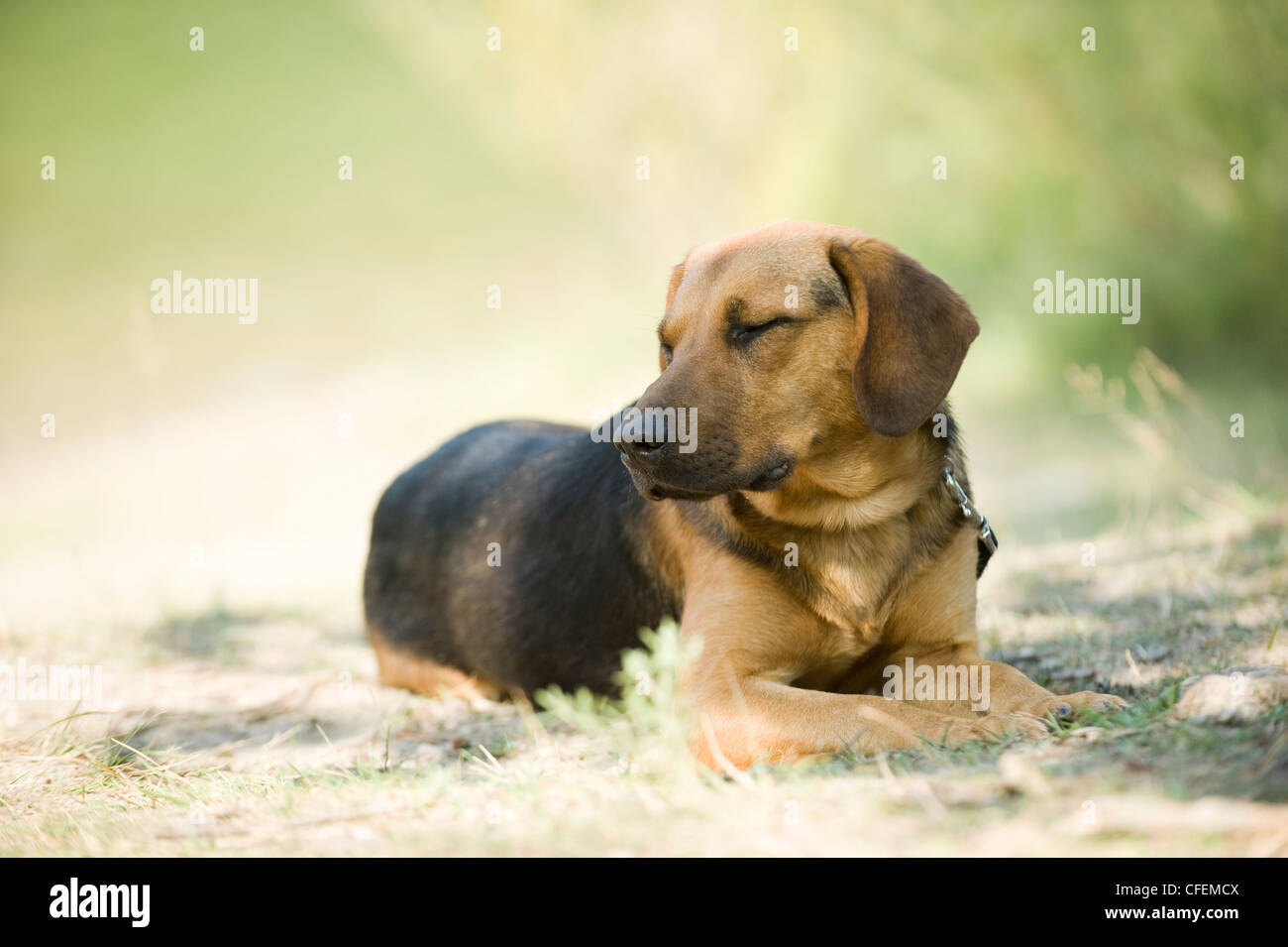 Sleep female dog hi-res stock photography and images - Alamy