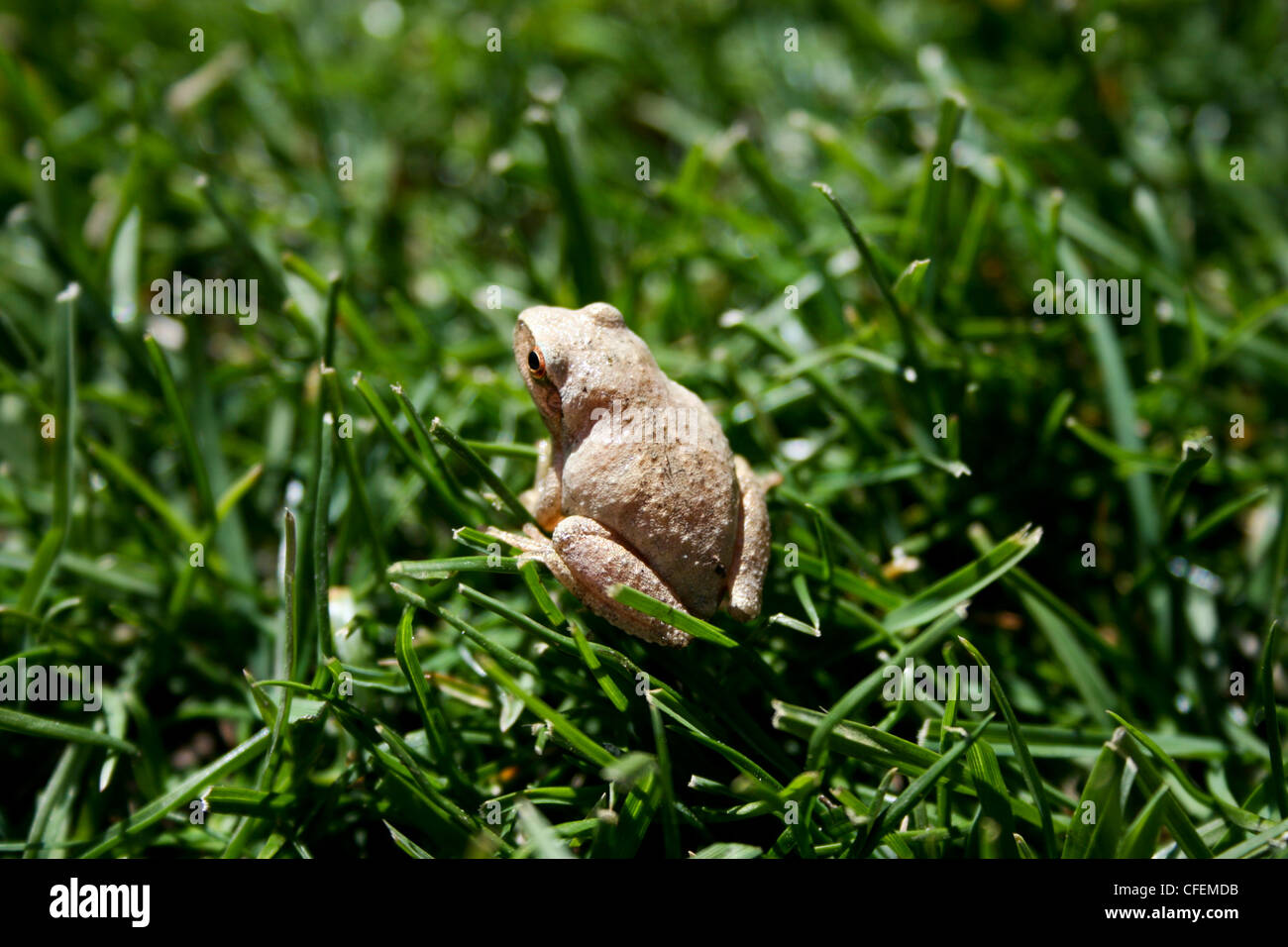 Green Tree Frog Grass Stock Photos & Green Tree Frog Grass Stock Images ...