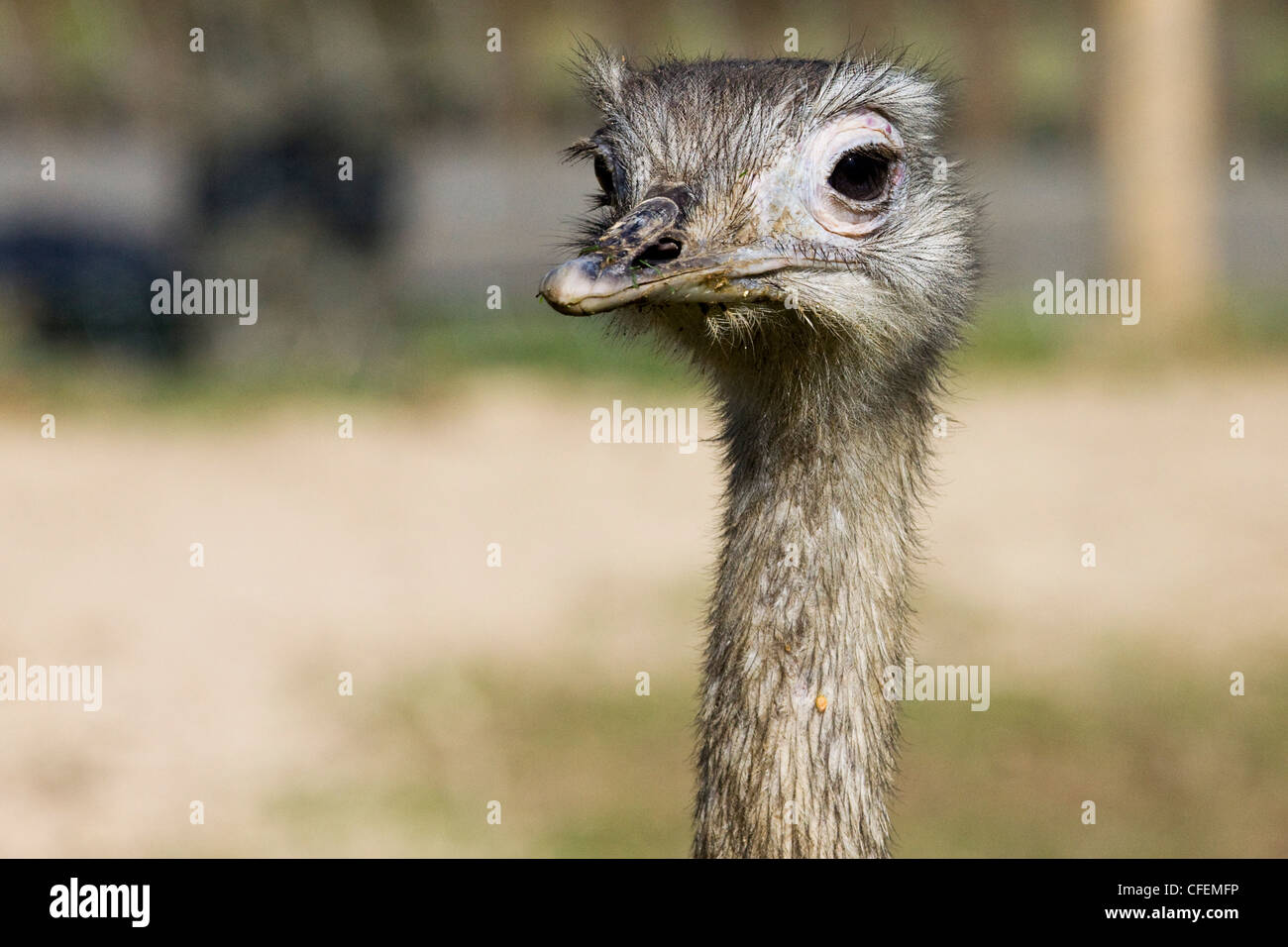 A Close up head shot of a young Ostrich Struthio camelus Stock Photo ...