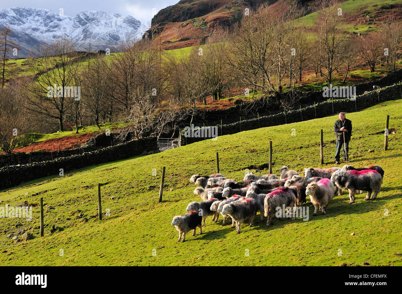 Eric Taylforth of Millbeck Farm, Great Langdale, Lake District, Cumbria ...