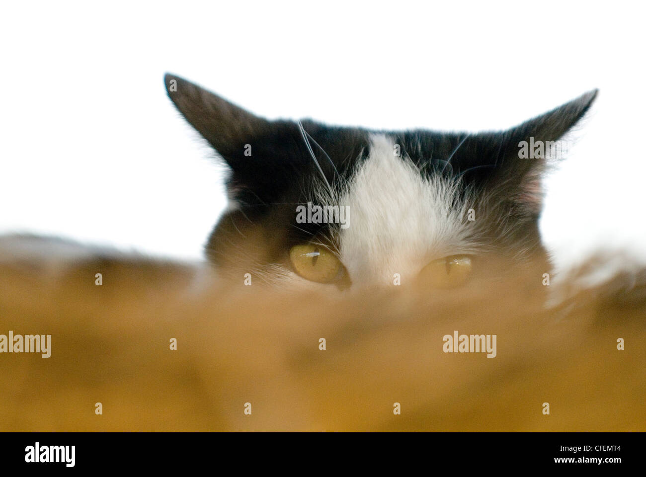 Little spotted cat hi-res stock photography and images - Alamy