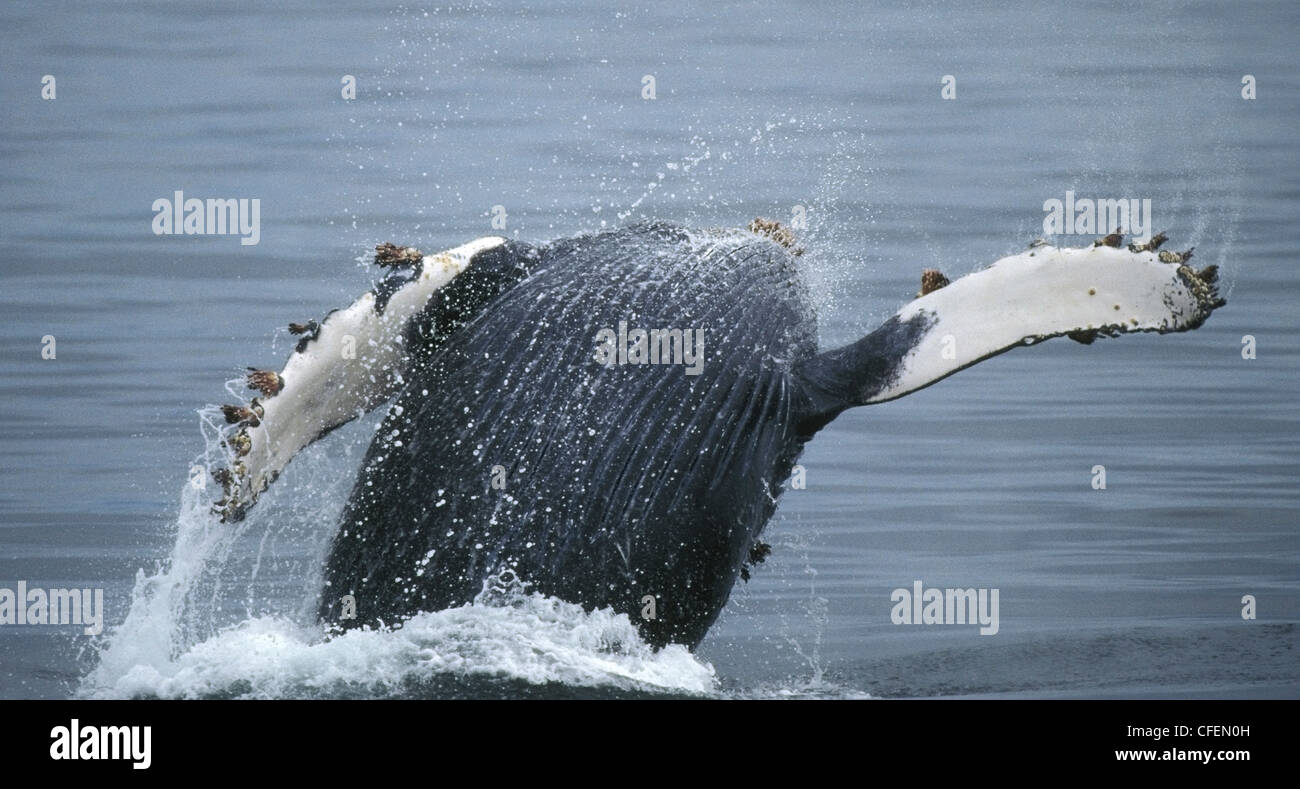 Alaska whale breaching frederick sound hi-res stock photography and ...