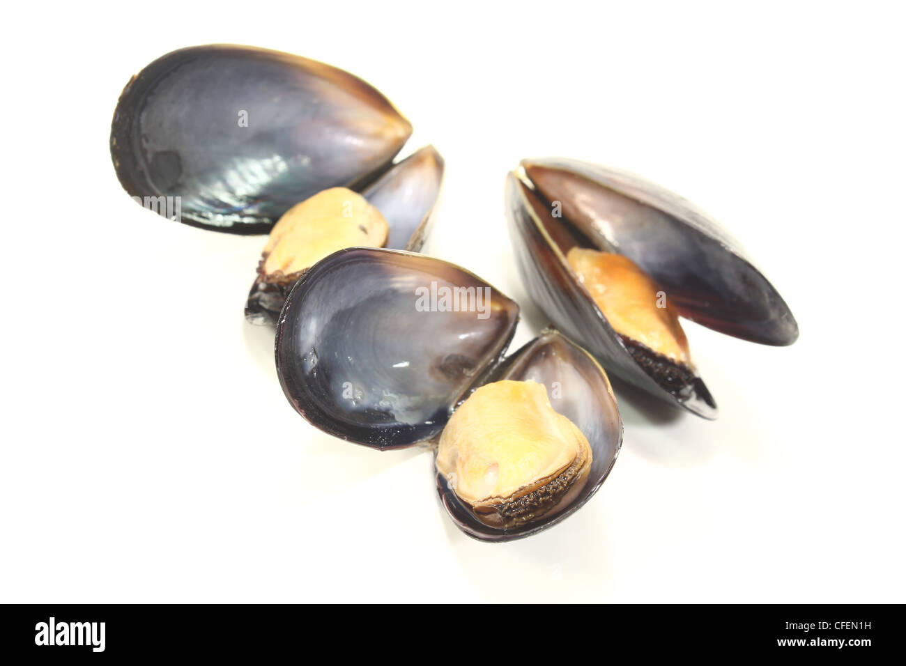 three fresh cooked Mussels on a white background Stock Photo - Alamy