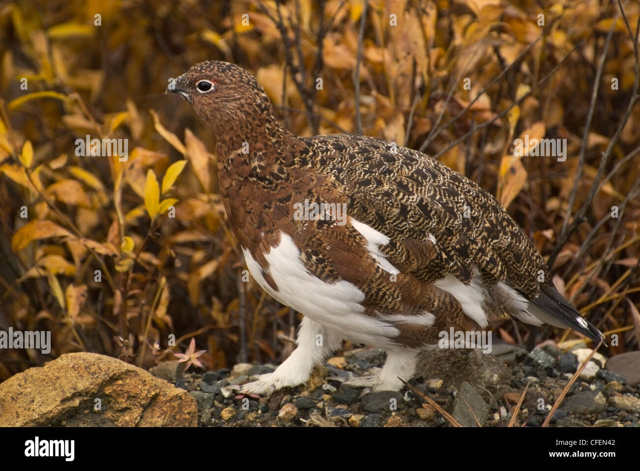 Male willow ptarmigan summer plumage hi-res stock photography and ...
