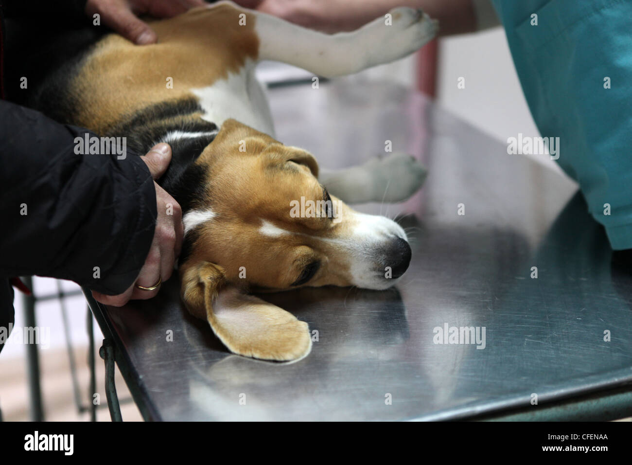 Dog at the vet in the surgery preparation room Stock Photo - Alamy