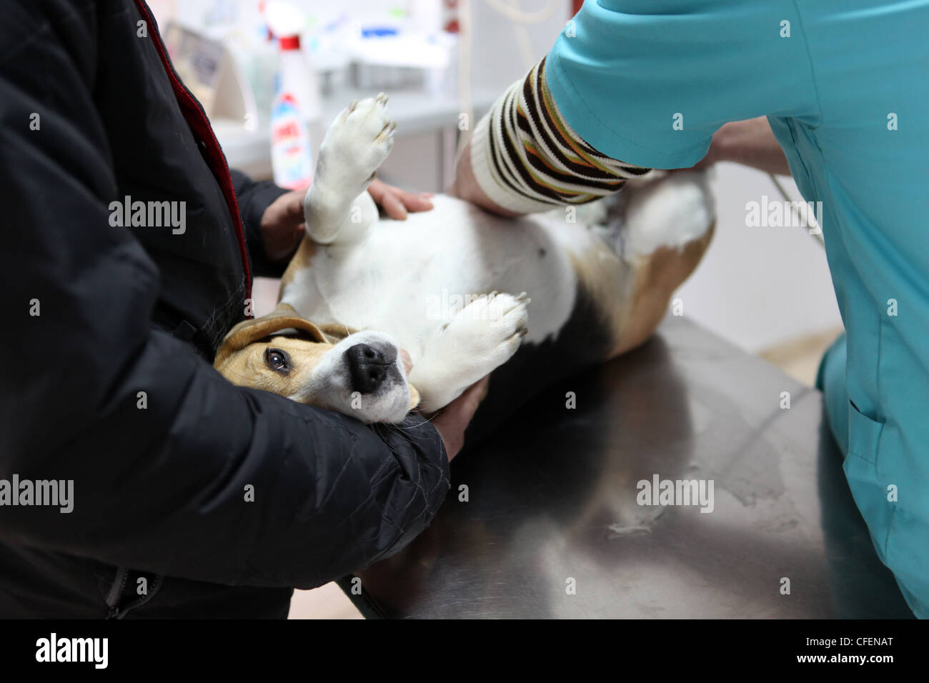 Dog at the vet in the surgery preparation room Stock Photo - Alamy