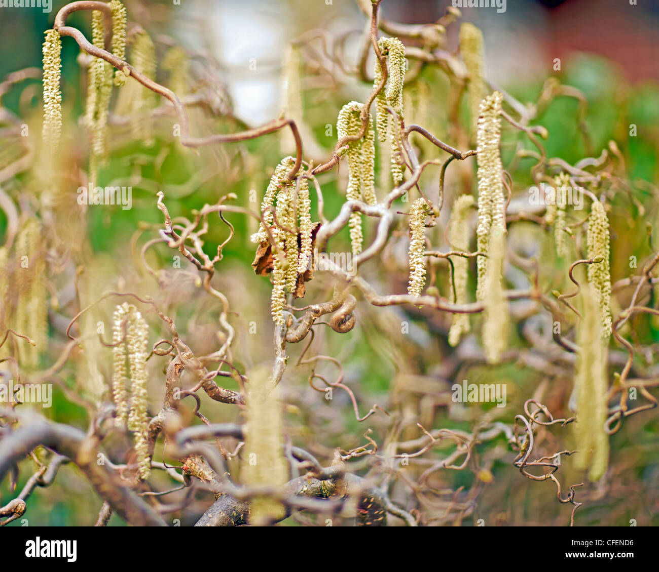 Corkscrew plants hi-res stock photography and images - Alamy