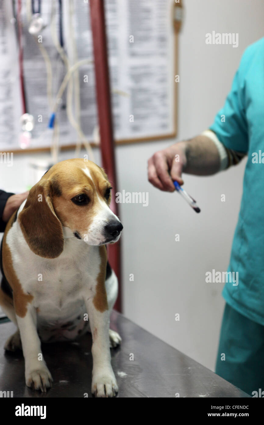 Dog at the vet in the surgery preparation room Stock Photo - Alamy