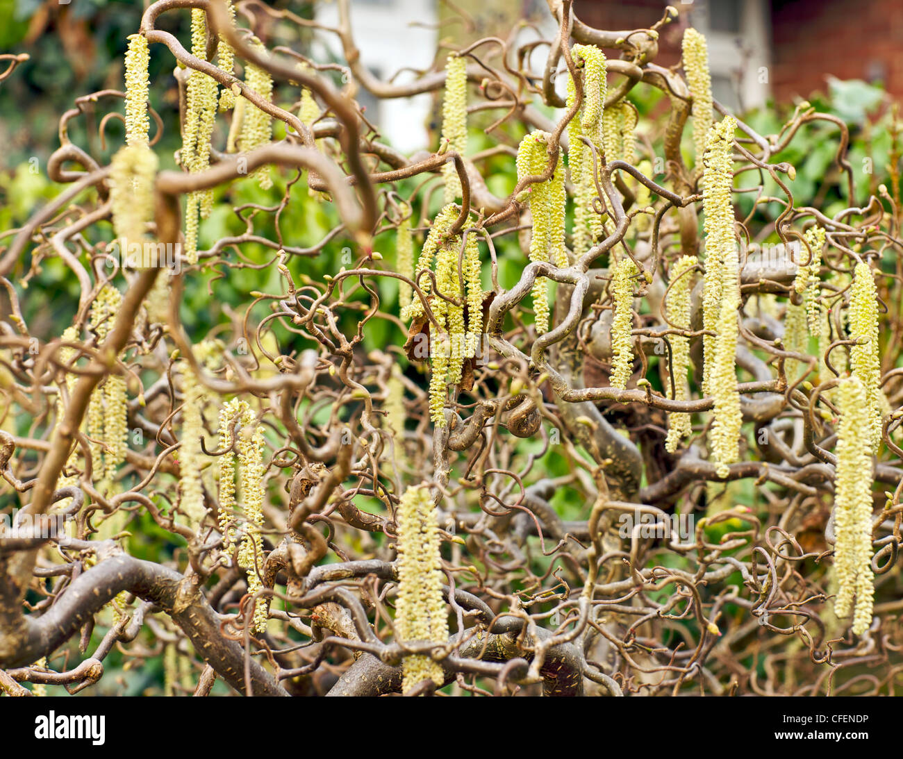Corkscrew plants hi-res stock photography and images - Alamy