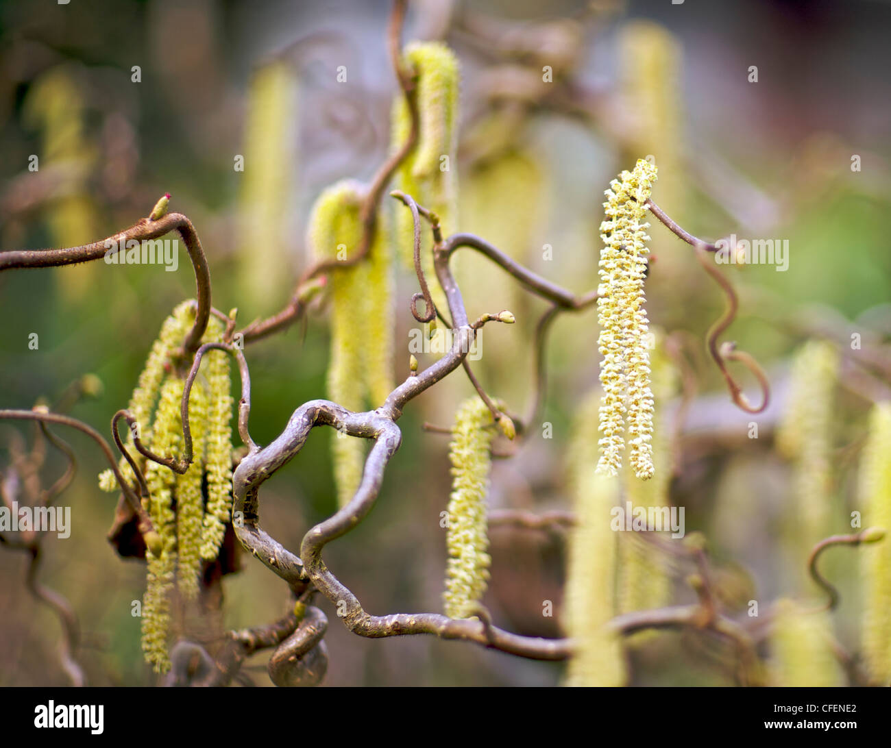 Corkscrew plants hi-res stock photography and images - Alamy