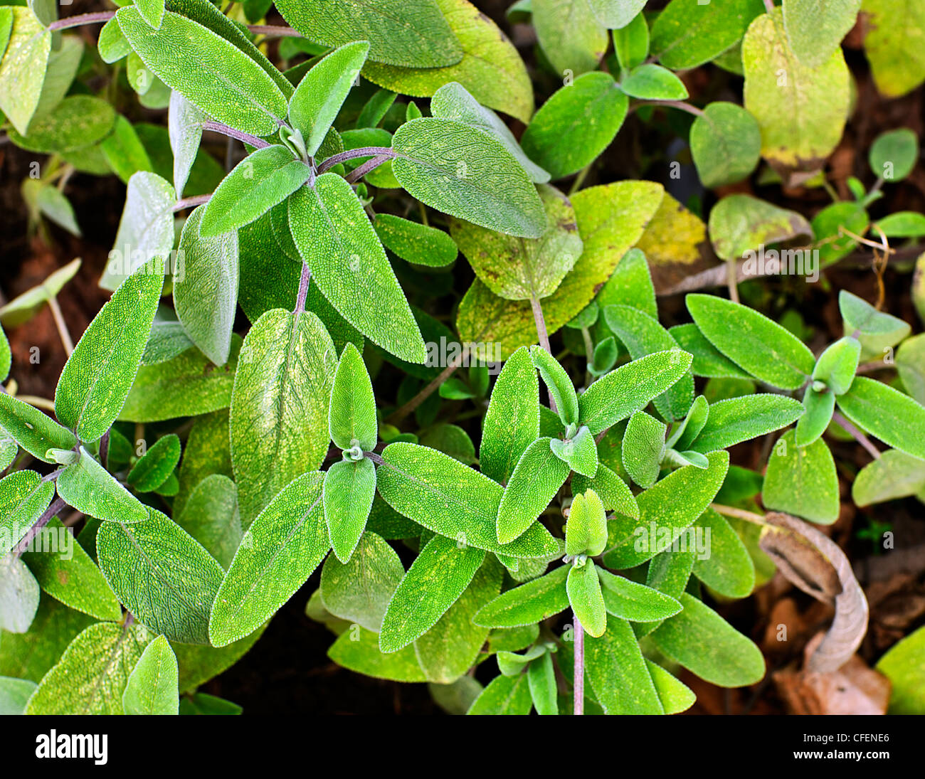 Sage plant in winter hi-res stock photography and images - Alamy