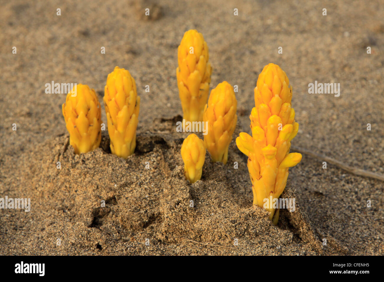 Cistanche phelypaea Yellow Broomrape Stock Photo - Alamy