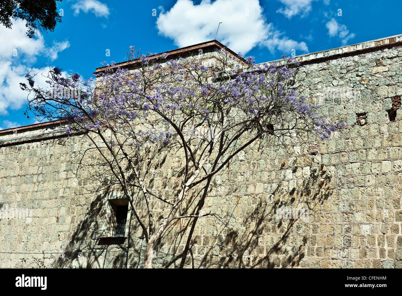 Jacaranda tree in bloom against old church wall of Oaxacan green ...