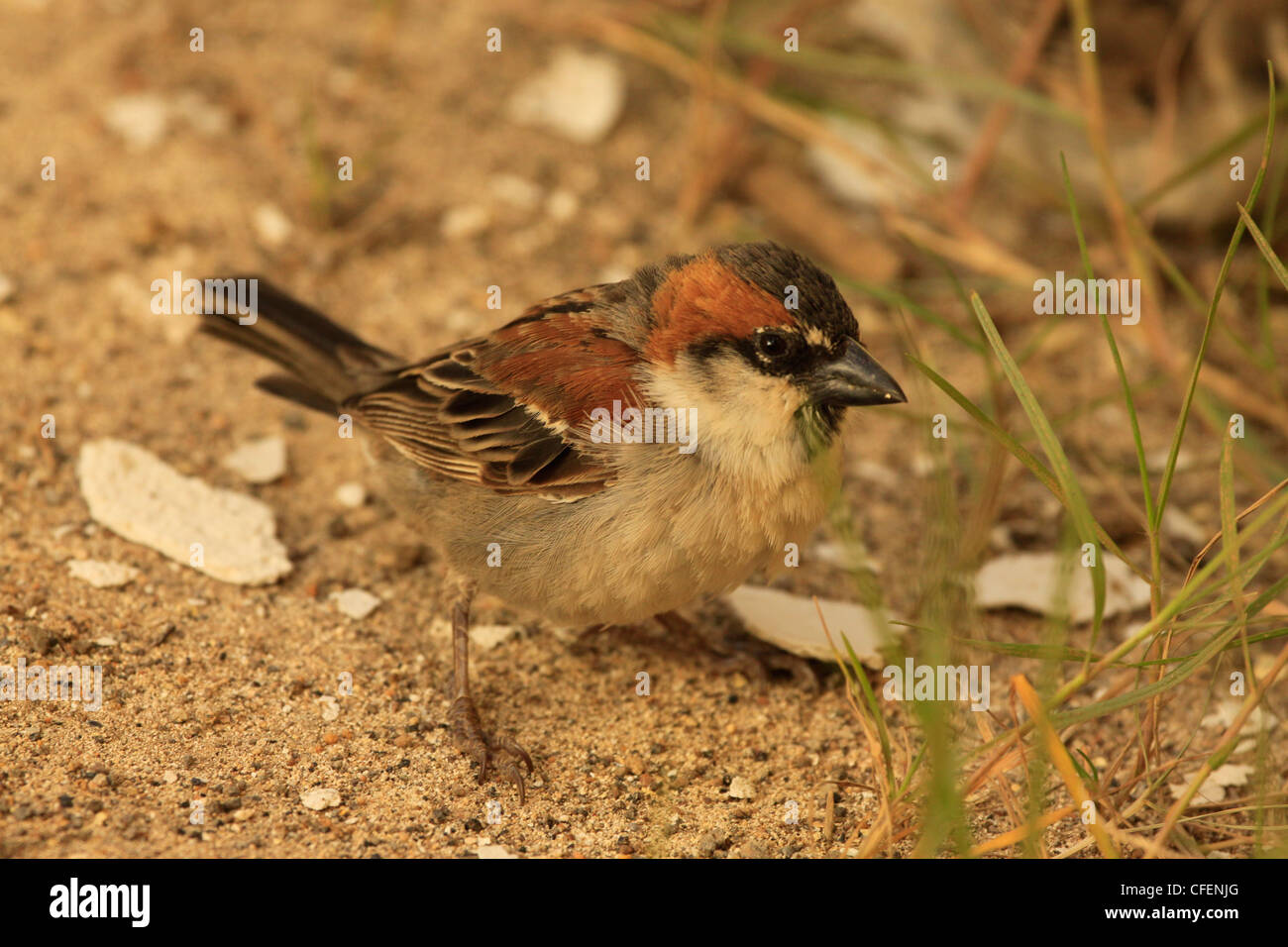 Cape sparrow verde hi-res stock photography and images - Alamy