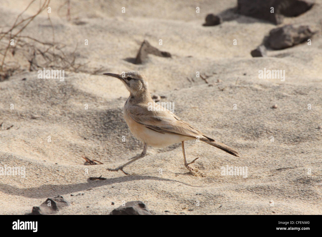 Greater hoopoe lark hi-res stock photography and images - Alamy