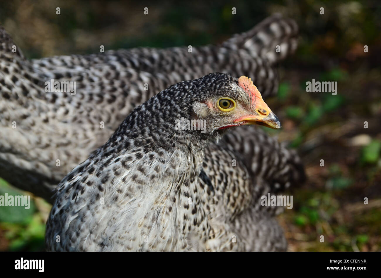 Bio chicken farm hi-res stock photography and images - Alamy